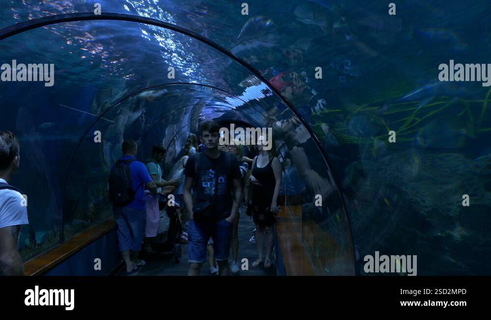 Ungraded: Visitors to Loro Parque Zoo Go Through Shark Tunnel Looking ...