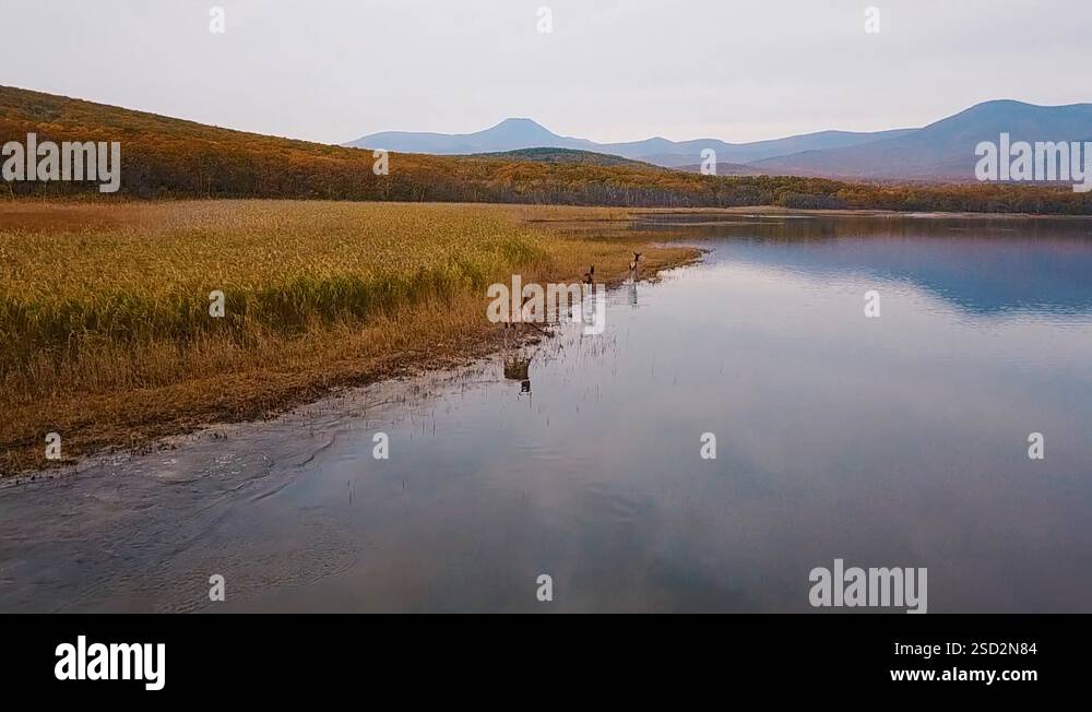 A flock of red deer run along the lake in the Sikhote-Alin Biosphere ...