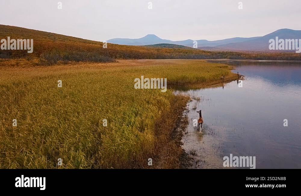 A flock of red deer run along the lake in the Sikhote-Alin Biosphere ...