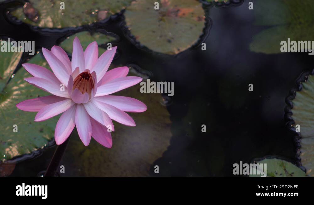 Pink lotuses in the early morning on a pond in a tropical park Stock ...
