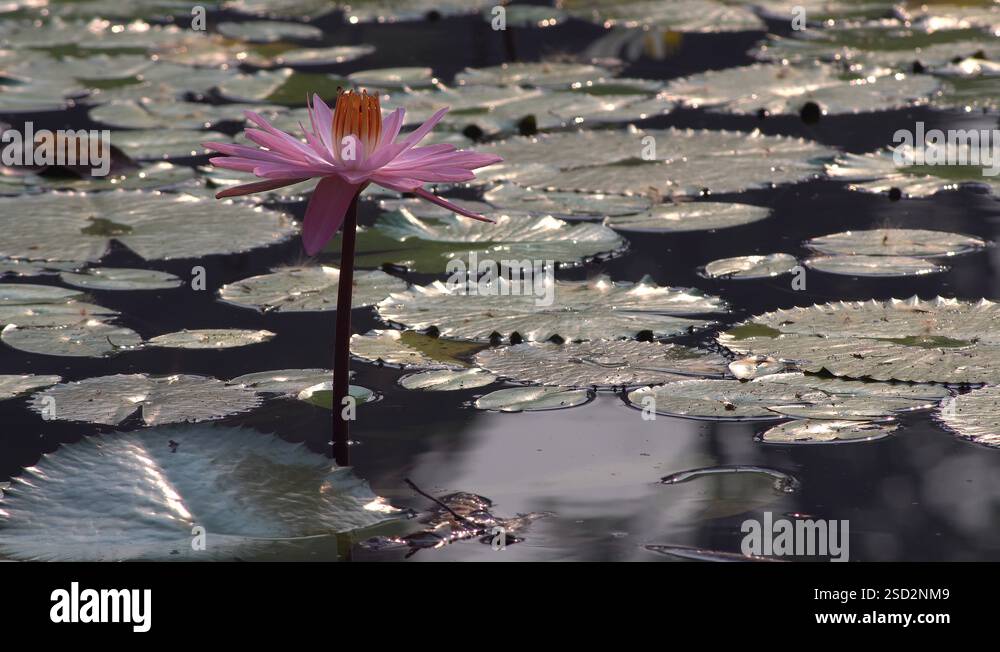 Pink lotuses in the early morning on a pond in a tropical park Stock ...