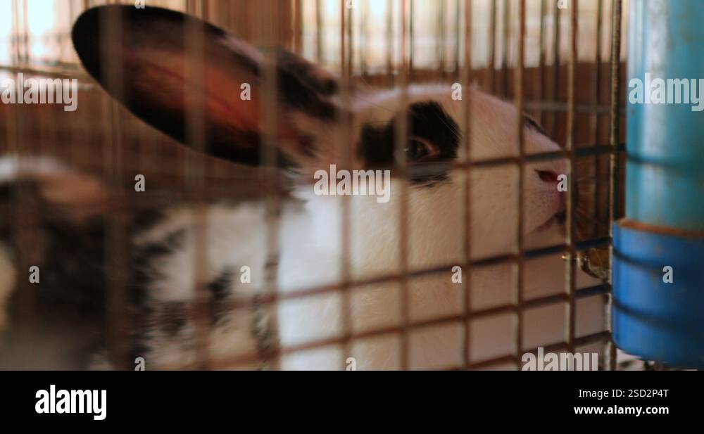 Bunny inside cage in 4K. Domesticated scarred rabbit inside farm Stock ...