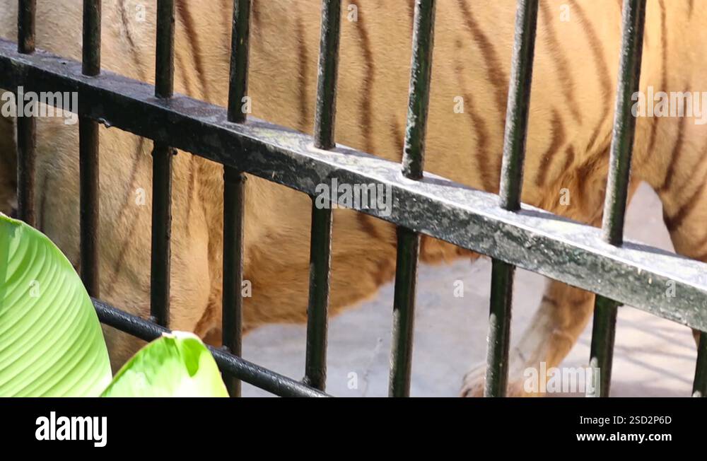 White Tiger (Harimau Putih) in a cage Stock Video Footage - Alamy