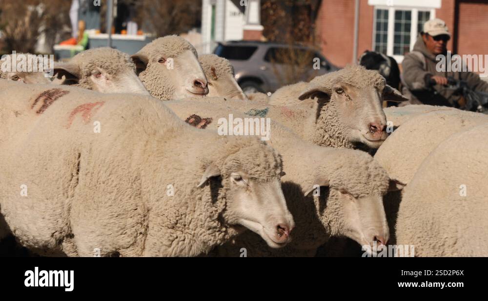Sheep herd going rural town on road 4K Stock Video Footage - Alamy