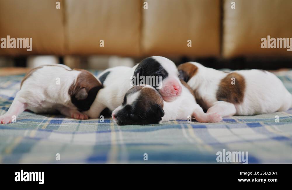 A group of newborn puppies, lie side by side, cuddle together Stock ...