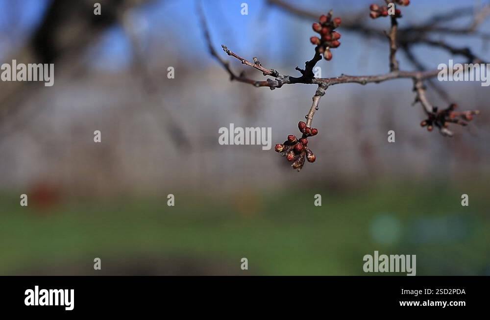 Spring has come, the first green. Nature wakes up. Dissolve the first ...