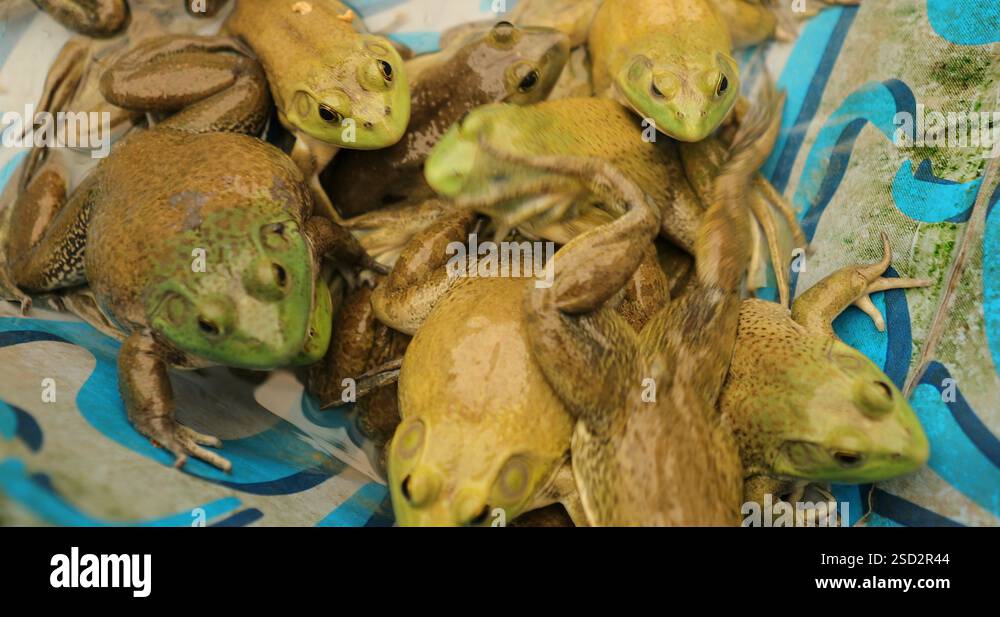 Many frogs inside water pond in 4K in close proximity Stock Video ...