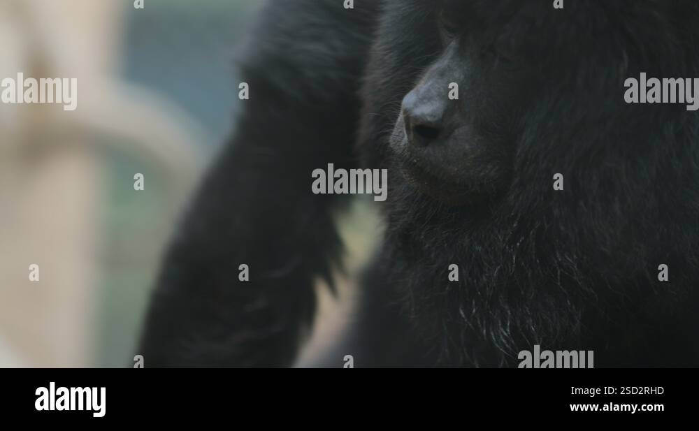 Monkey climbing on top of rope. Bigger aper turning his head to check ...
