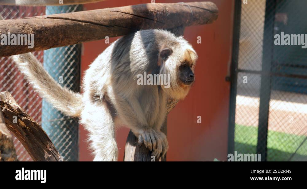 Monkey inside cage behind bars Stock Video Footage - Alamy