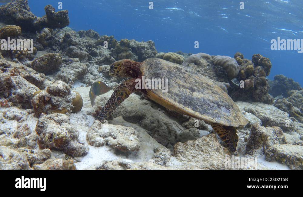 Hawksbill sea turtle feeding on the partially bleached coral reef ...