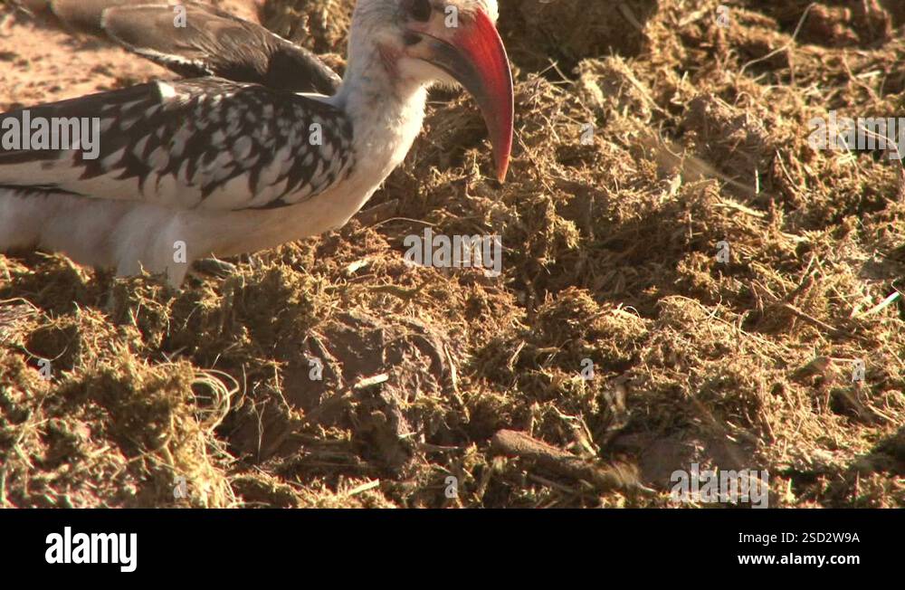 A red billed hornbill looking for worms in a heap of elephant dung ...