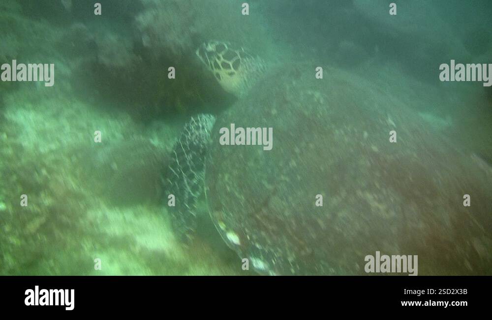 Green sea turtle, Chelonia mydas on a coral reef in the Philippines ...