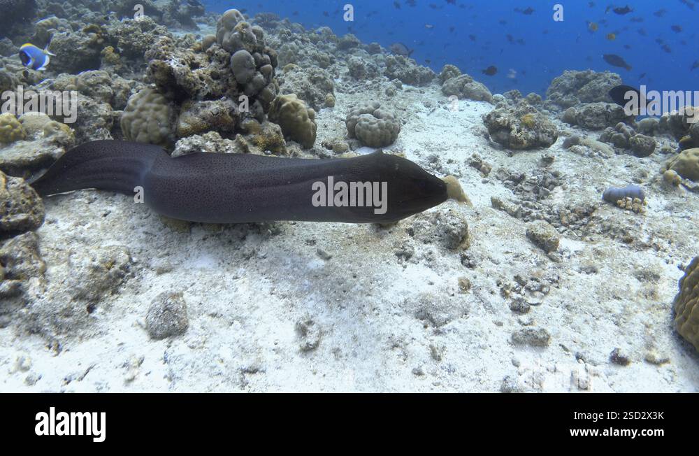 Moray swims under scuba Stock Videos & Footage - HD and 4K Video Clips ...