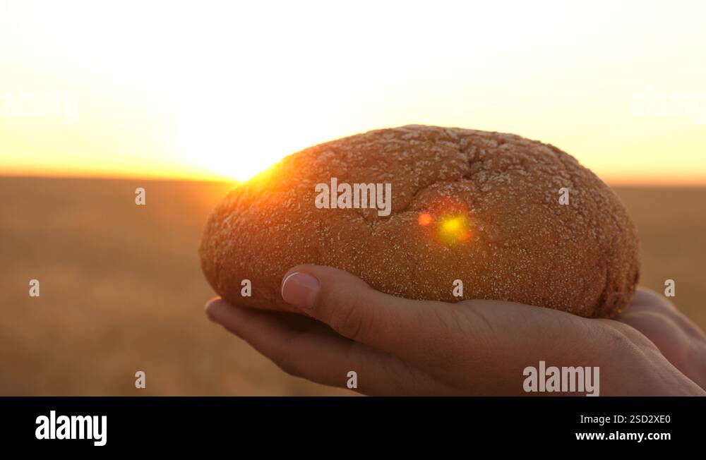 loaf of bread in the hands of a girl over a wheat field in the rays of ...