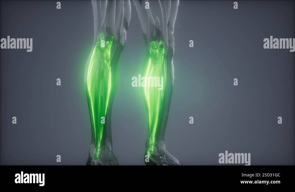 gastrocnemius- Visible muscle anatomy map Stock Video Footage - Alamy