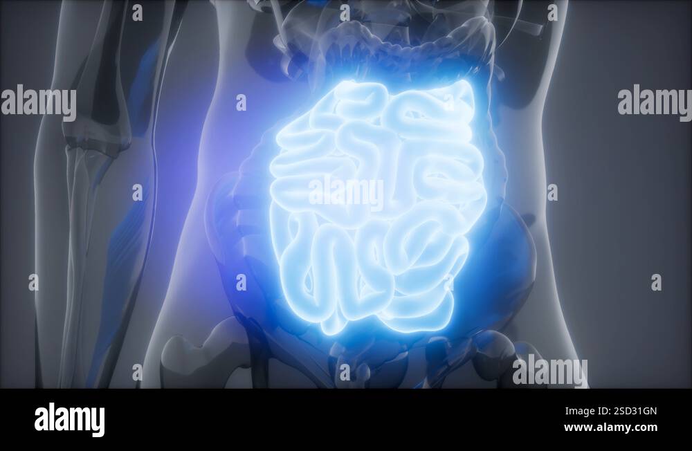 Human Small Intestine Radiology Exam Stock Video Footage - Alamy