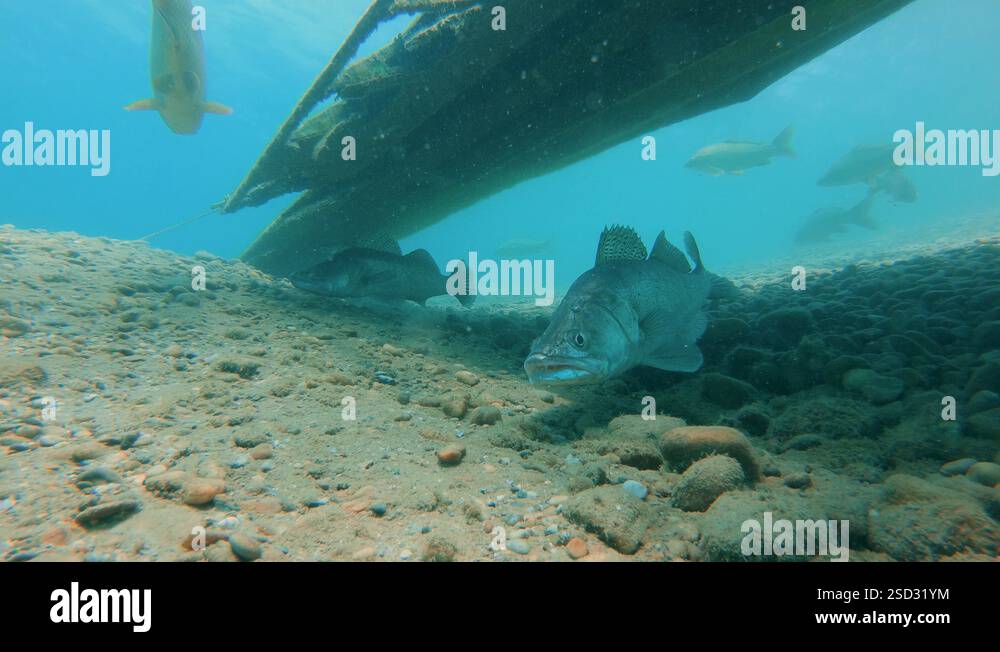 underwater video Zander or Pike-perch (Sander lucioperca Stock Video ...