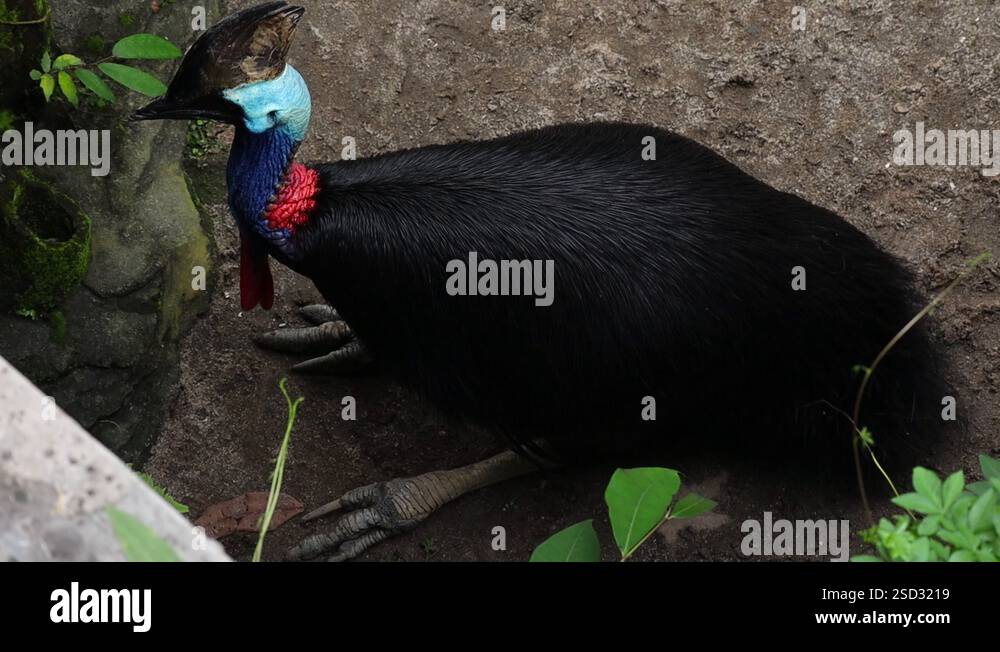 Kasuari - Northern Cassowary (Casuarius Unappendiculatus Stock Video ...