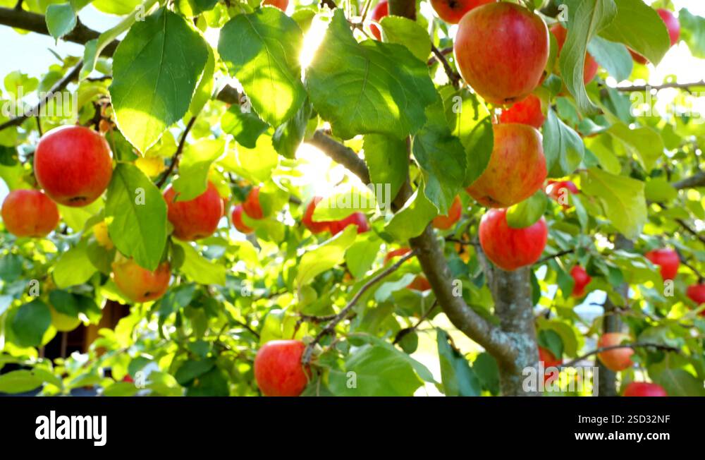 Ripe red apples on the apple tree. Gimbal shot of apple brach with sun ...