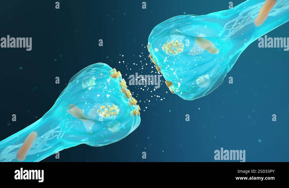 Synaptic transmission, human nervous system. Brain synapses ...