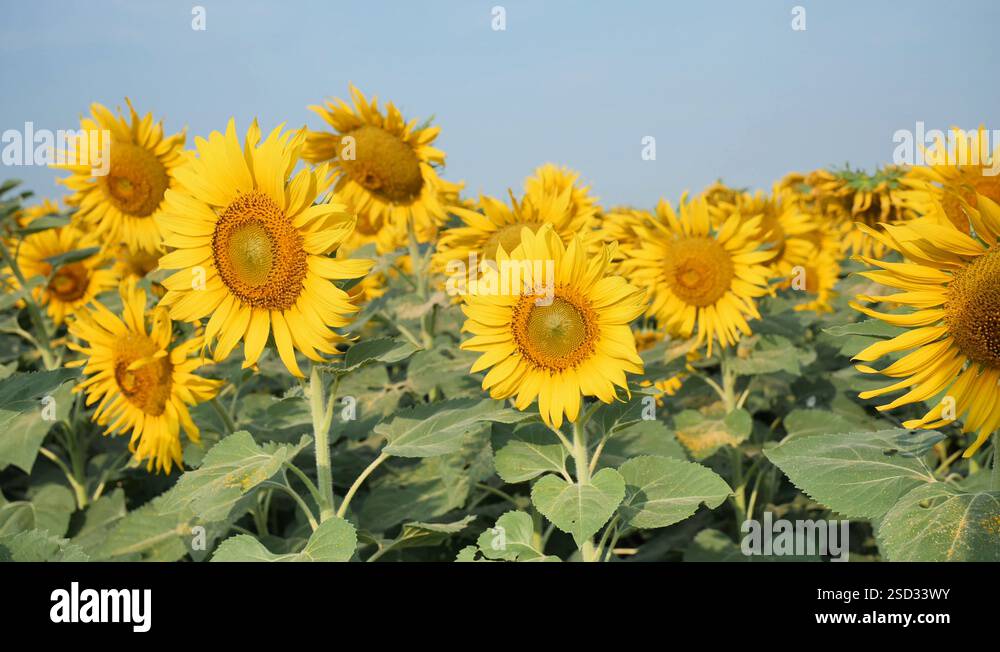 Field of blooming sunflowers moving in the wind and the morning ...
