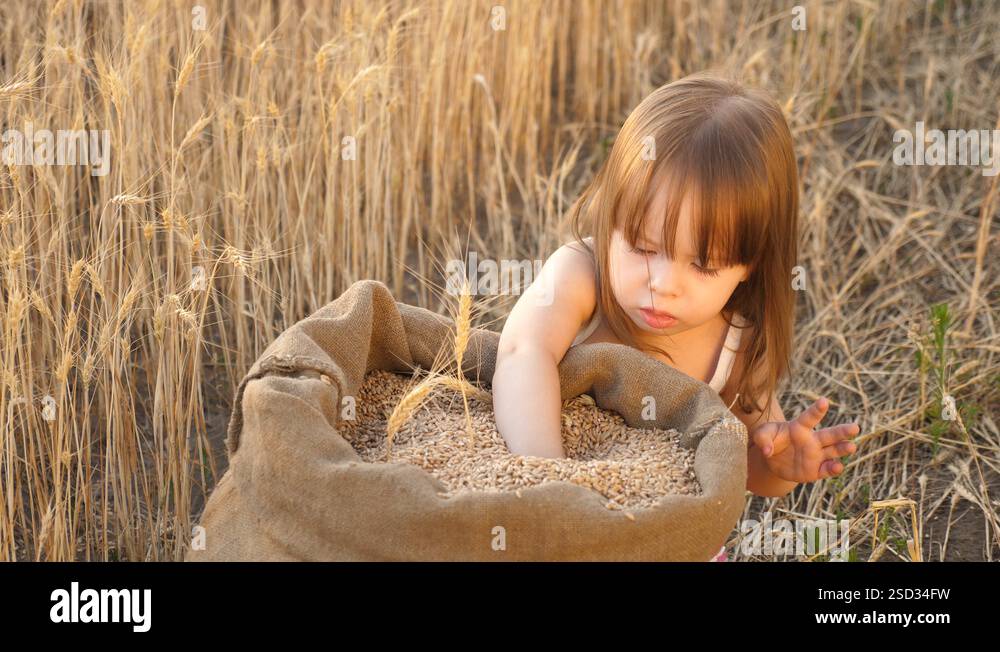 small kid is playing grain in a sack in a wheat field. child with wheat ...