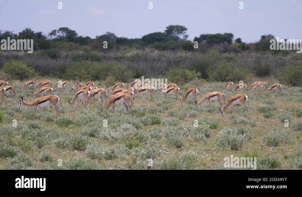 Springbok in Stock Videos & Footage - HD and 4K Video Clips - Alamy