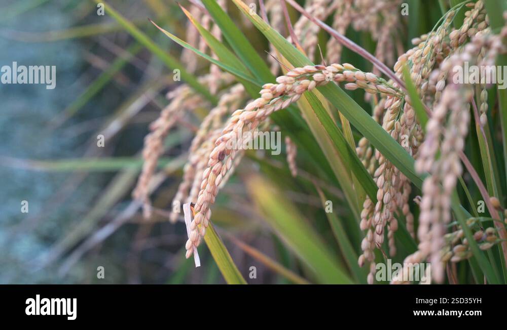 Short grain rice paddy Stock Videos & Footage - HD and 4K Video Clips ...