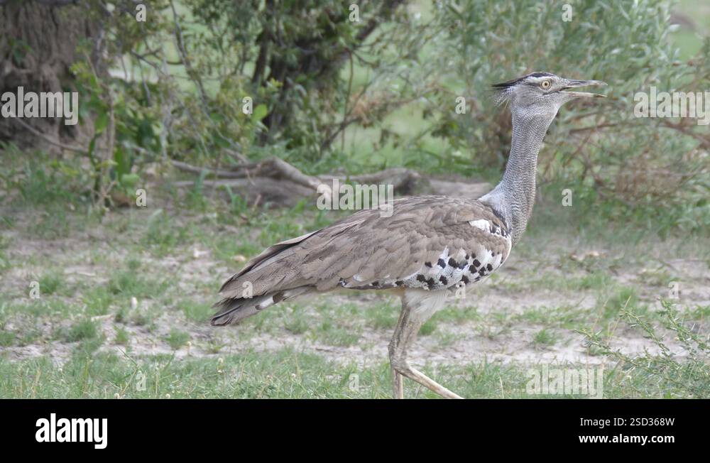 Kori bustard the largest flying bird native to Africa walking around ...