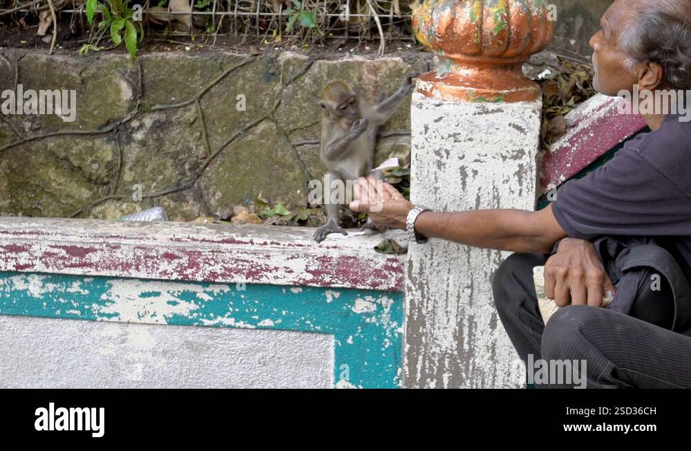 Slow Motion asian macaque monkey eating food from tourists hand. Batu ...