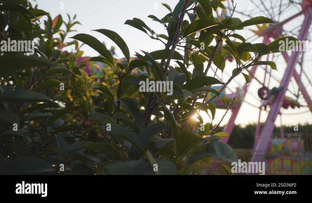 Sunrays shining through green bush leaves. Pink carousels showing up ...