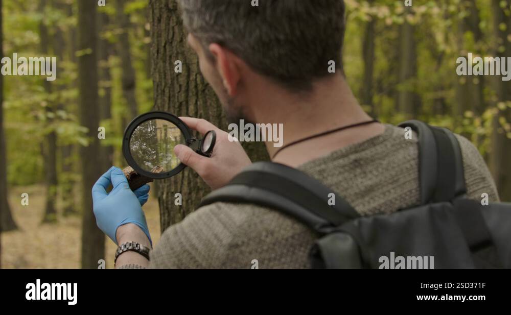Back view of Caucasian man looking at tree bark piece through ...