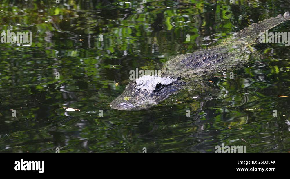 Florida Everglades Alligator close in swamp river 4K Stock Video ...