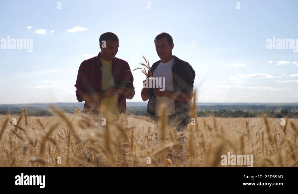 Teamwork of two farmers in a wheat field. The path to success and ...
