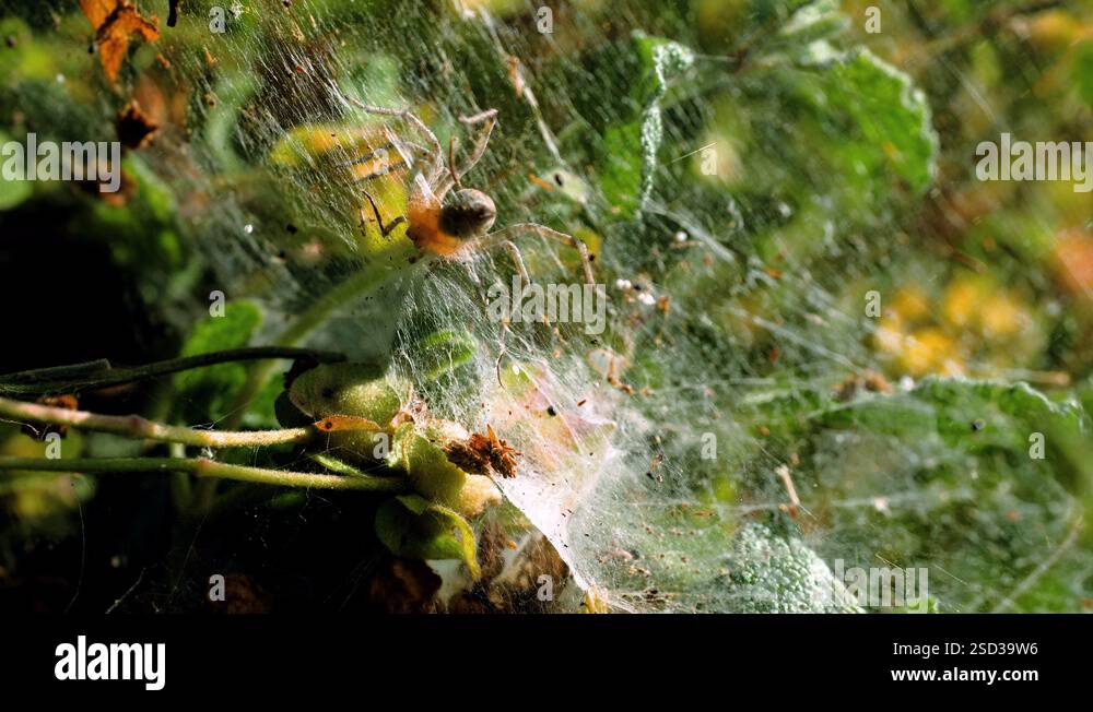 Spider's web. Spider spinning a web between branches of tree. Greece ...