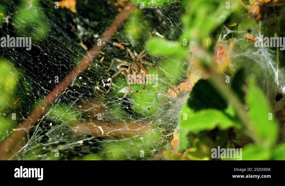 Spider's web. Spider spinning a web between branches of tree. Greece ...