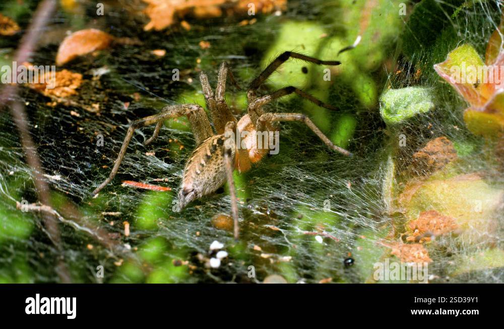 Spider's web. Spider spinning a web between branches of tree. Greece ...