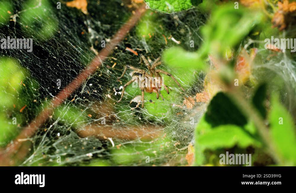 Spider's web. Spider spinning a web between branches of tree. Greece ...