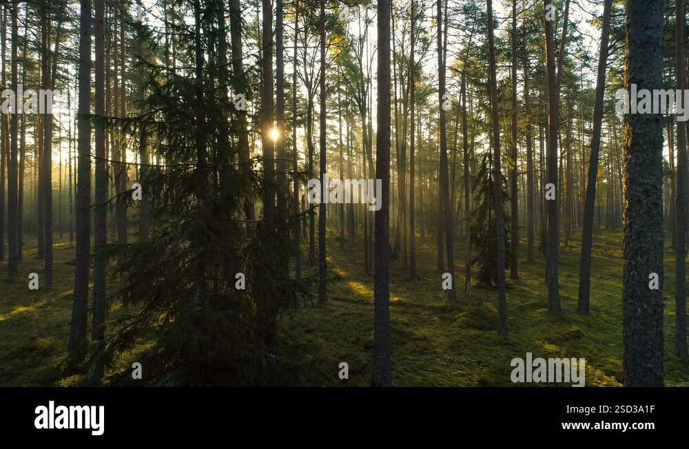 Foggy forest at sunrise drone dolly shot moving backwards Stock Video ...