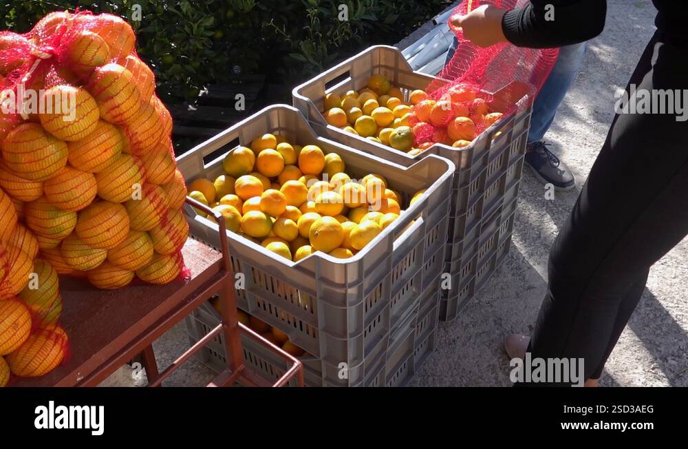 Packing oranges Stock Video Footage - Alamy