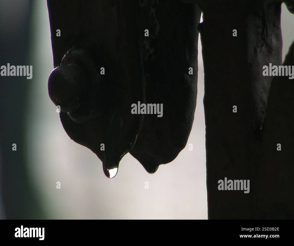 Hanging raindrops Stock Video Footage - Alamy