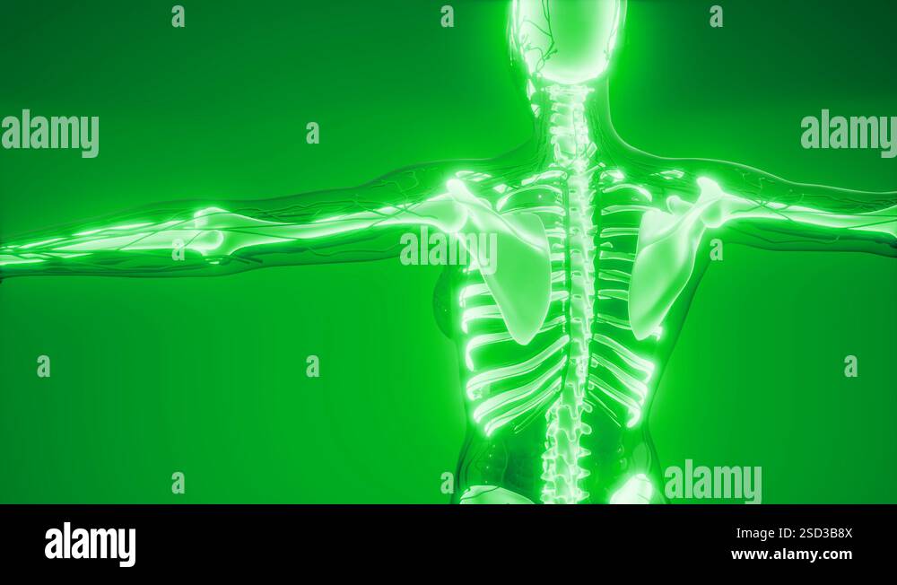 Transparent Human Body with Visible Bones Stock Video Footage - Alamy