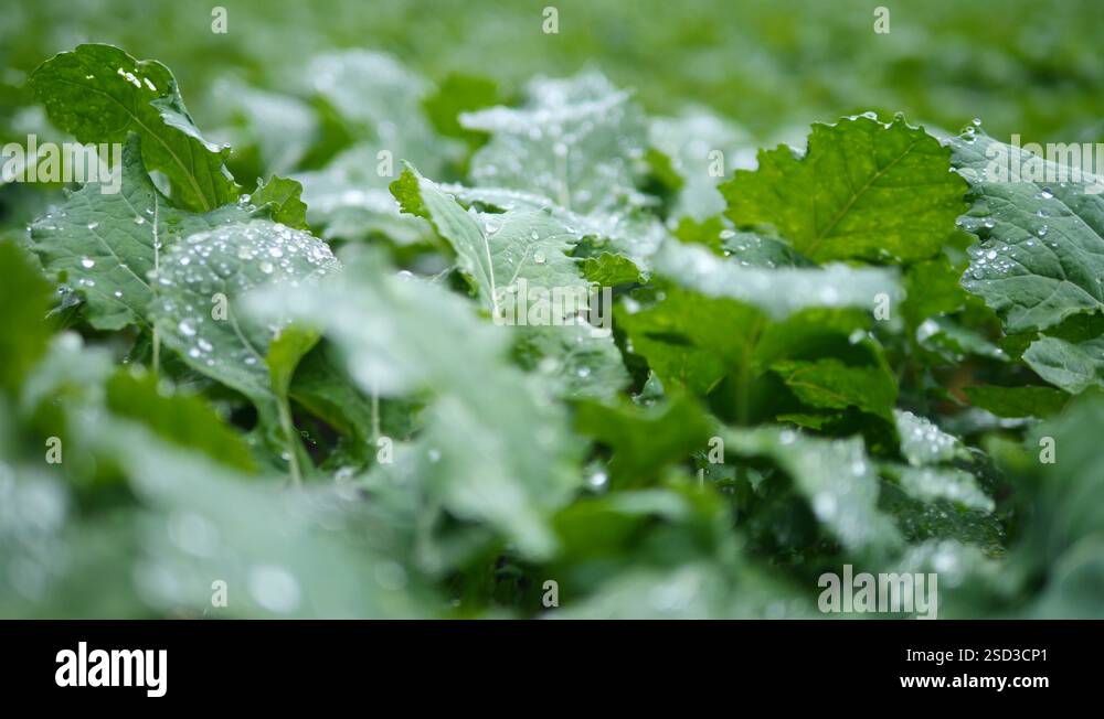 Fresh Morning Dew Drops On Green Plant Leaves On Farm Land Stock Video ...