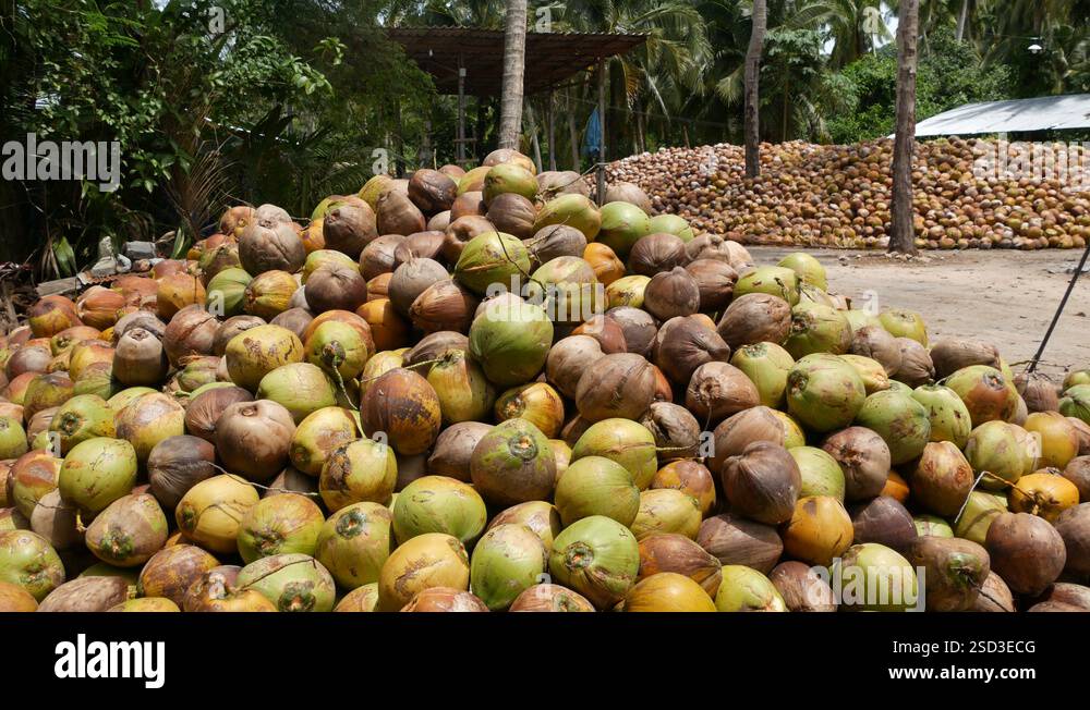 Coconut farm with nuts ready for oil and pulp production. Large piles ...