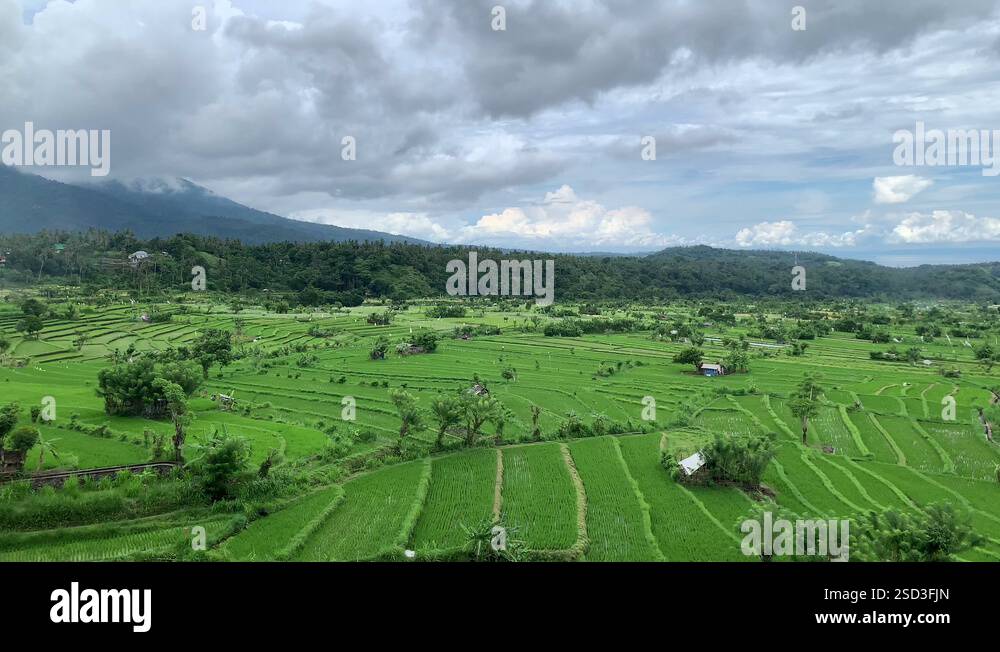 background view asia valley in Indonesia where rice plantation are ...