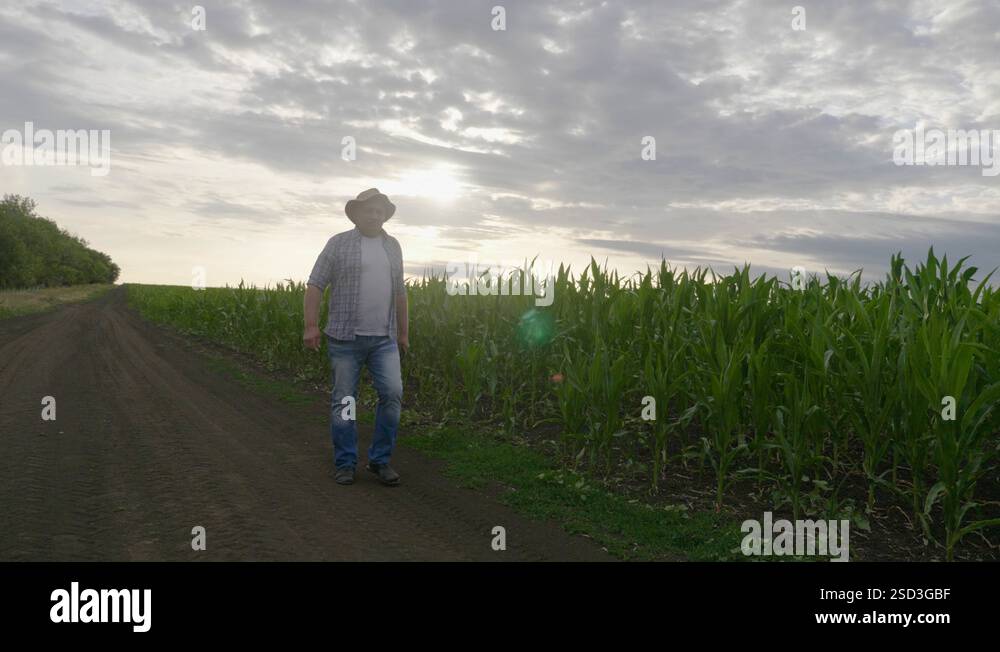 Adult farmer holds tablet in the corn field and examining crops ...