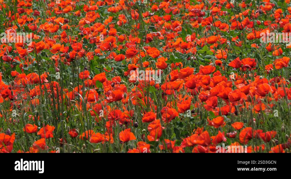 Poppies, papaver rhoeas, in bloom, Wind, Normandy in France, slow ...