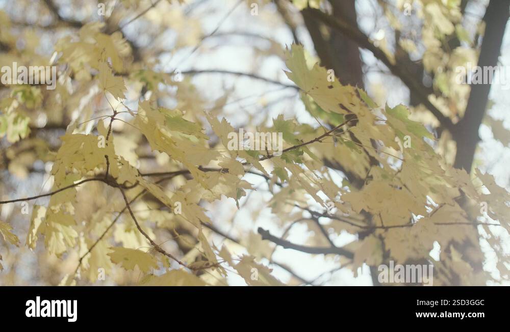 Orange and yellow maple leaves on small branches under shining sun rays ...