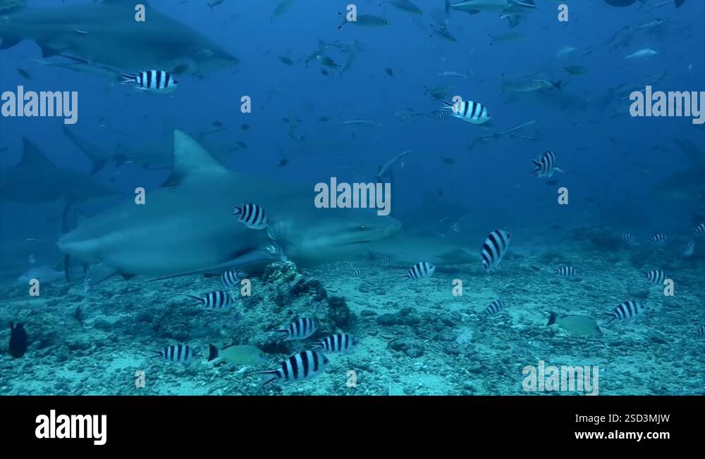 Feeding sharks Carcharhinus leucas in underwater marine wildlife of ...