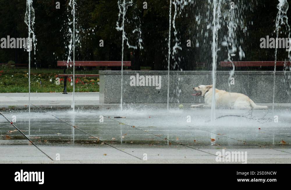 Funny labrador dog plays in fountain with ball in park at hot summer ...